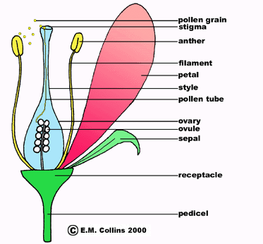 Labeled Flamboyant Flower
